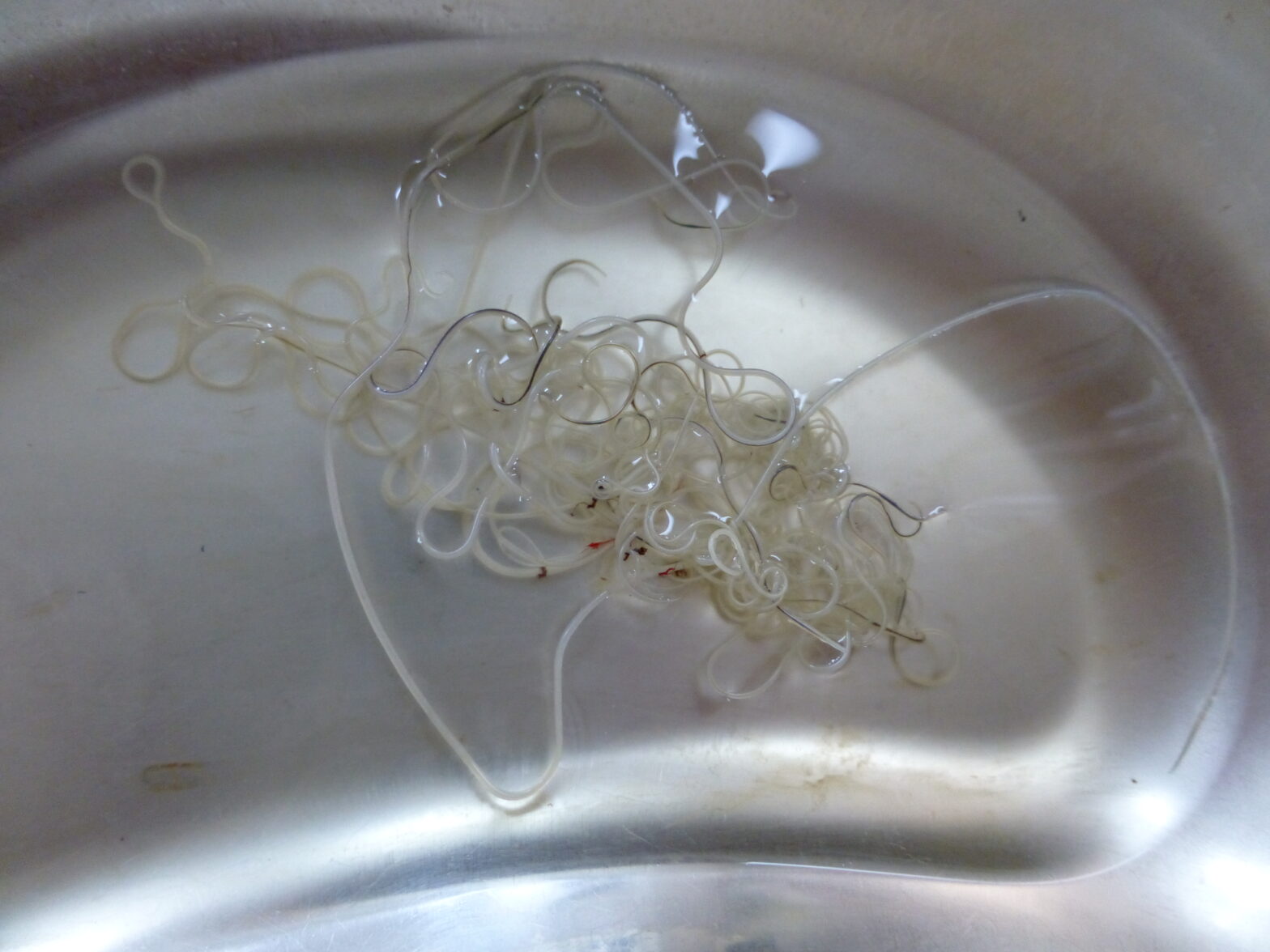 【犬】フィラリア症の予防と治療 - うたづ動物病院 坂出市 丸亀市